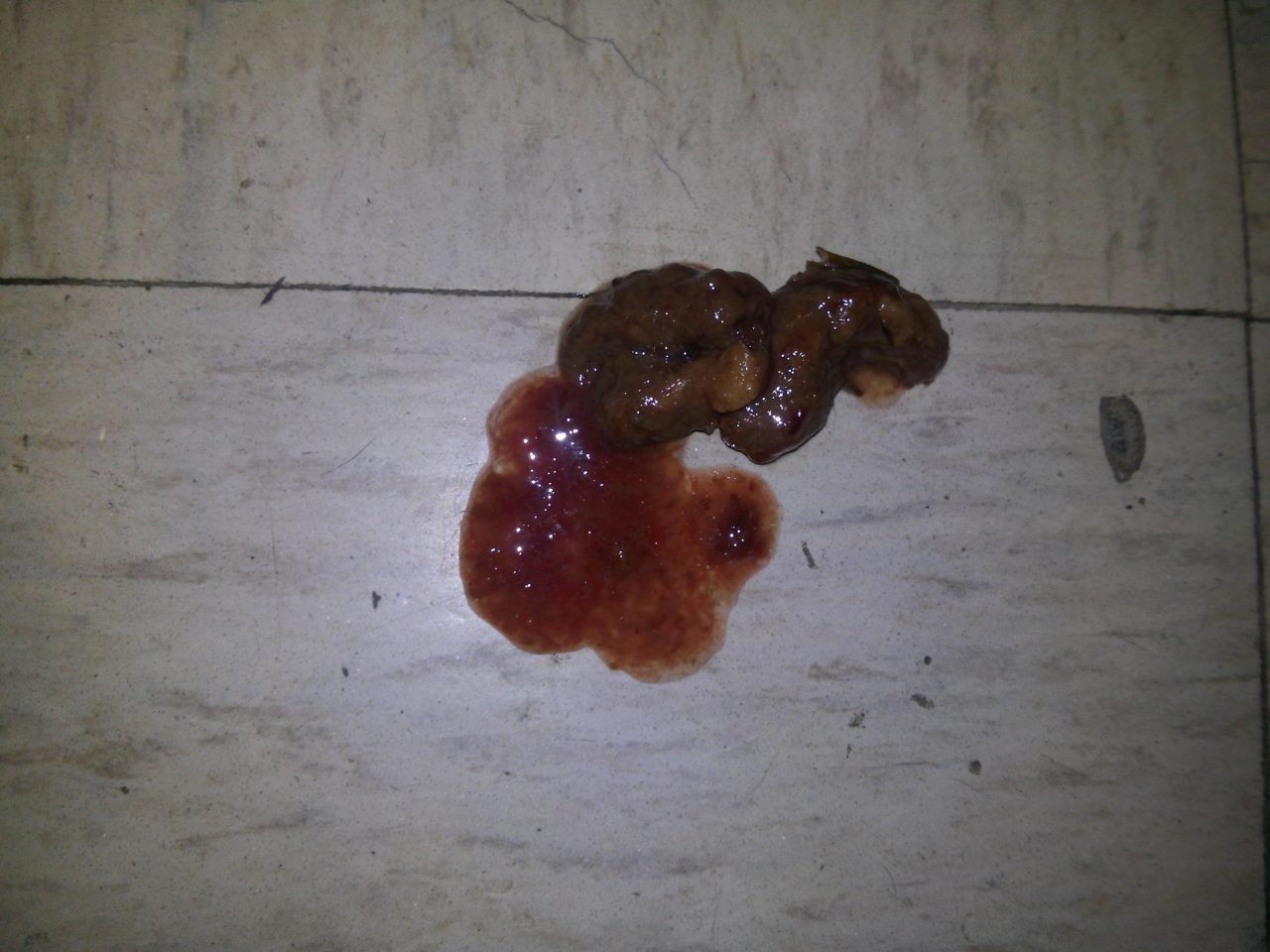 Mi Perro Hizo Popo Con Sangre Actualizado Mayo 2024 Mi Perro Hizo Popo Con Sangre Actualizado Mayo 2024