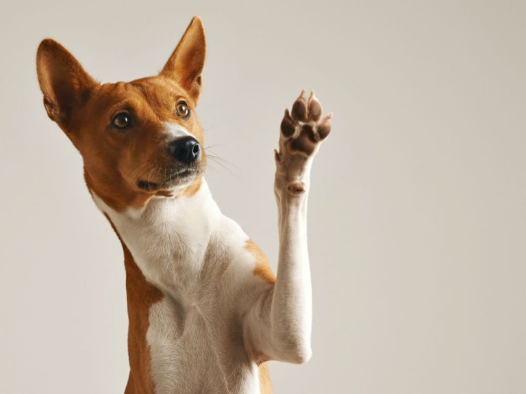 Sentidos de los perros | Actualizado febrero 2025