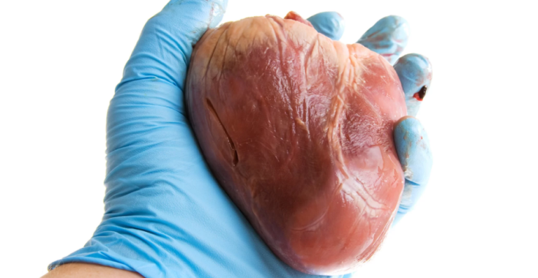 Imagenes de un corazon real | Actualizado diciembre 2025